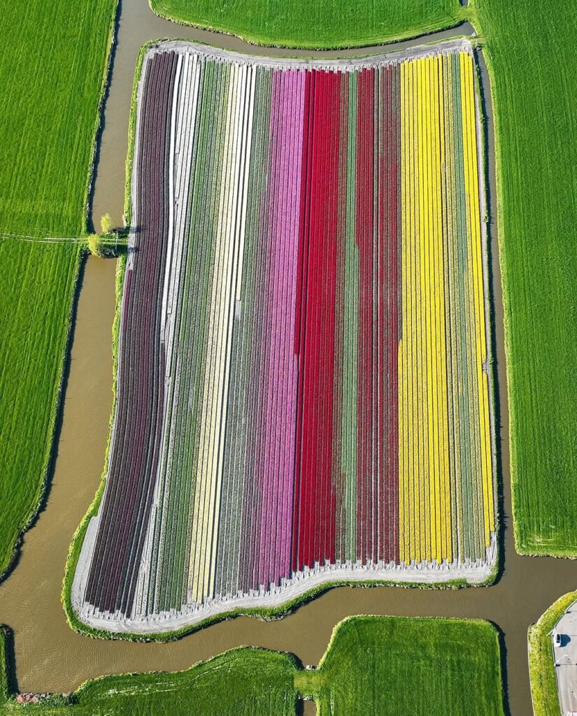 Discover Tulip Season in the Netherlands: A Must for Cultural Travelers ...
