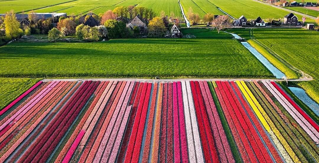 Discover Tulip Season in the Netherlands: A Must for Cultural Travelers ...